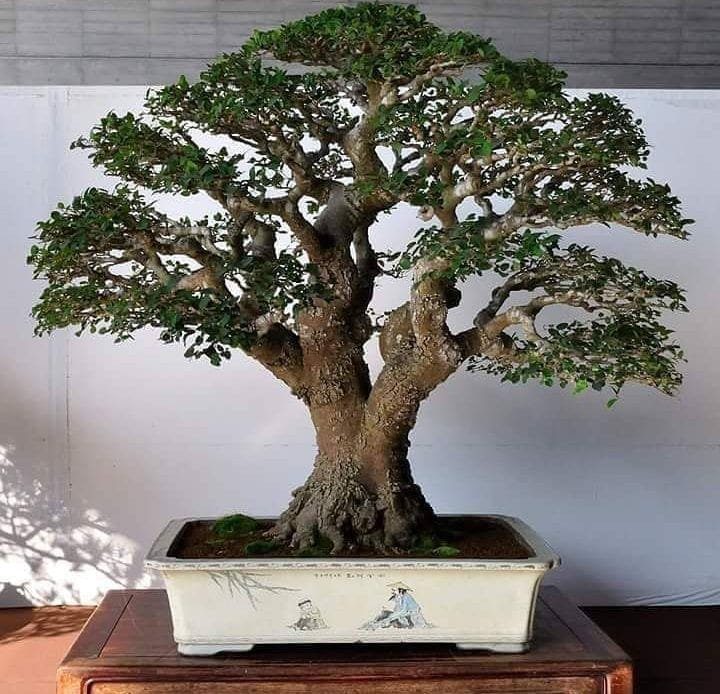 How To Revive Ficus Bonsai Losing Leaves Bonsai Tree Gardener how-to-revive-ficus-bonsai-losing-leaves-bonsai-tree-gardener