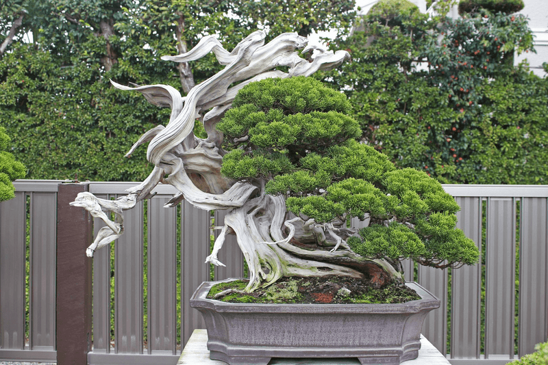 Six Of The Worlds Oldest Bonsai Bonsai Tree Gardener